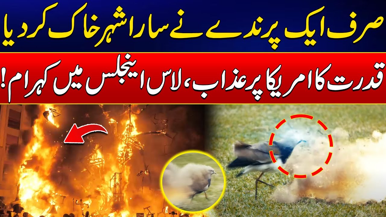 Bird Behind Los Angeles Huge Fire - Shocking Video - Fire In America ...