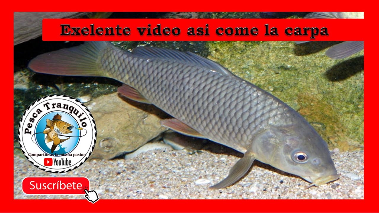 Asi come la carpa en el fondo - YouTube