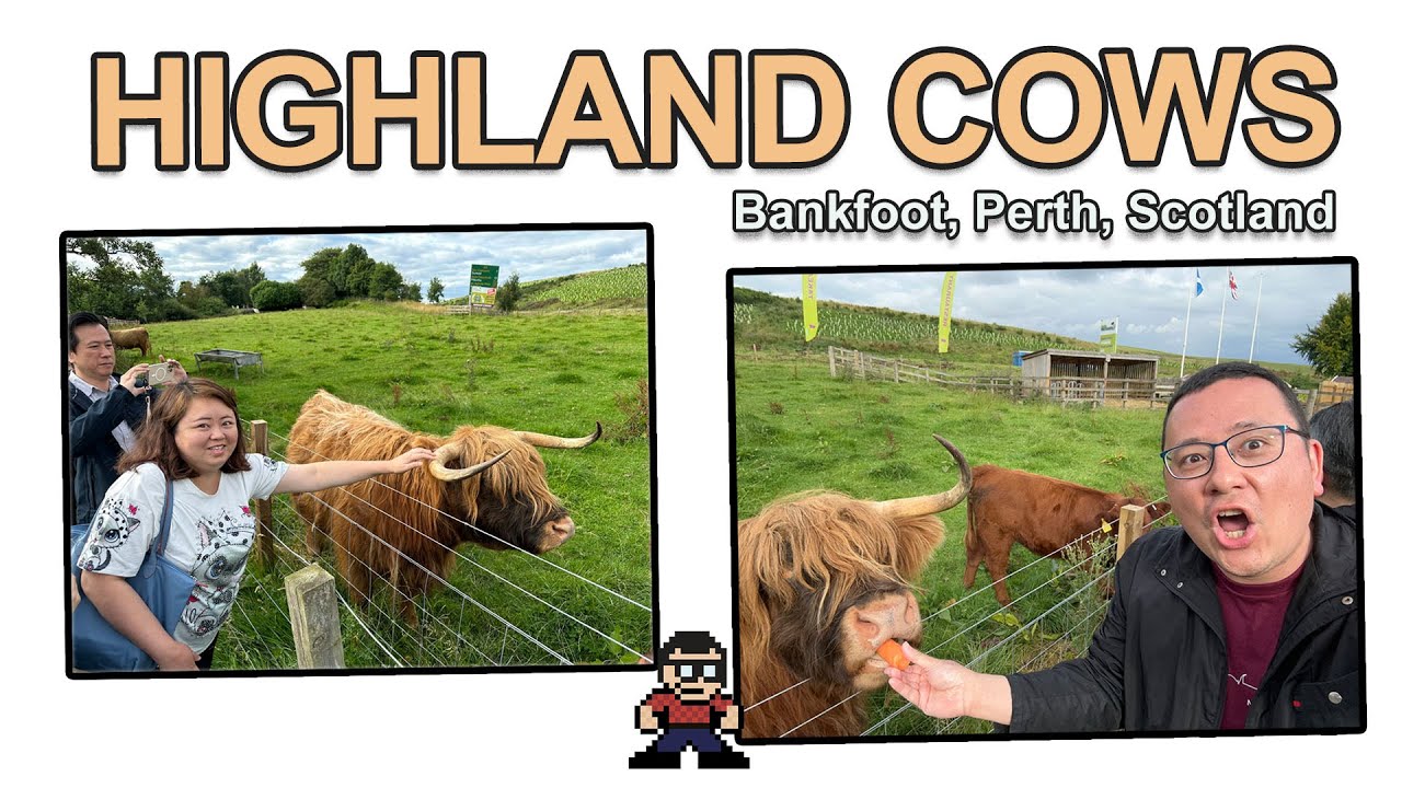 Hairy Highland Cows (aka Highland Coos) at Taste Perthshire: Bankfoot ...