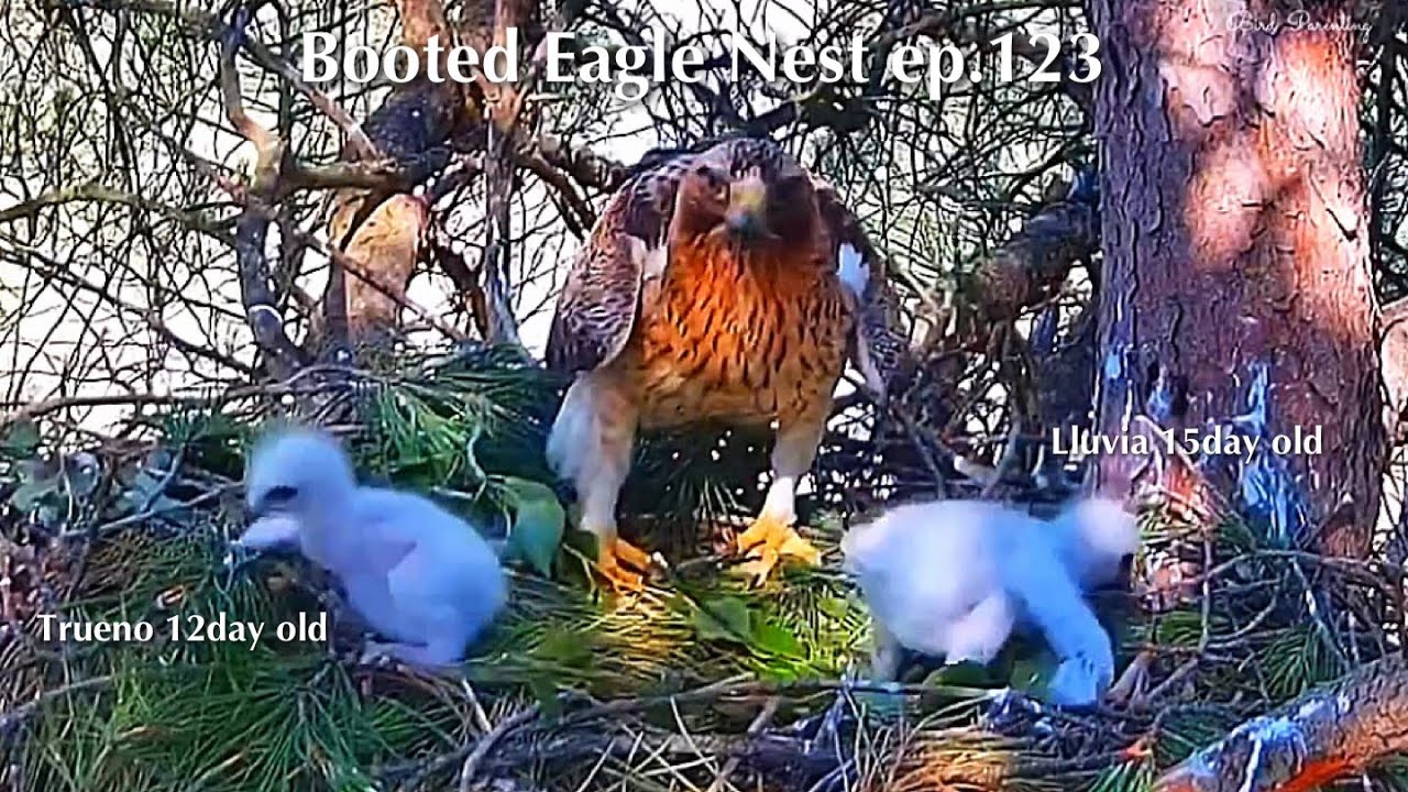 ep.123🦤Booted Eagle Nest／TODOS los Secretos Pollos Águila calzada @DIRECTO NATURA - YouTube