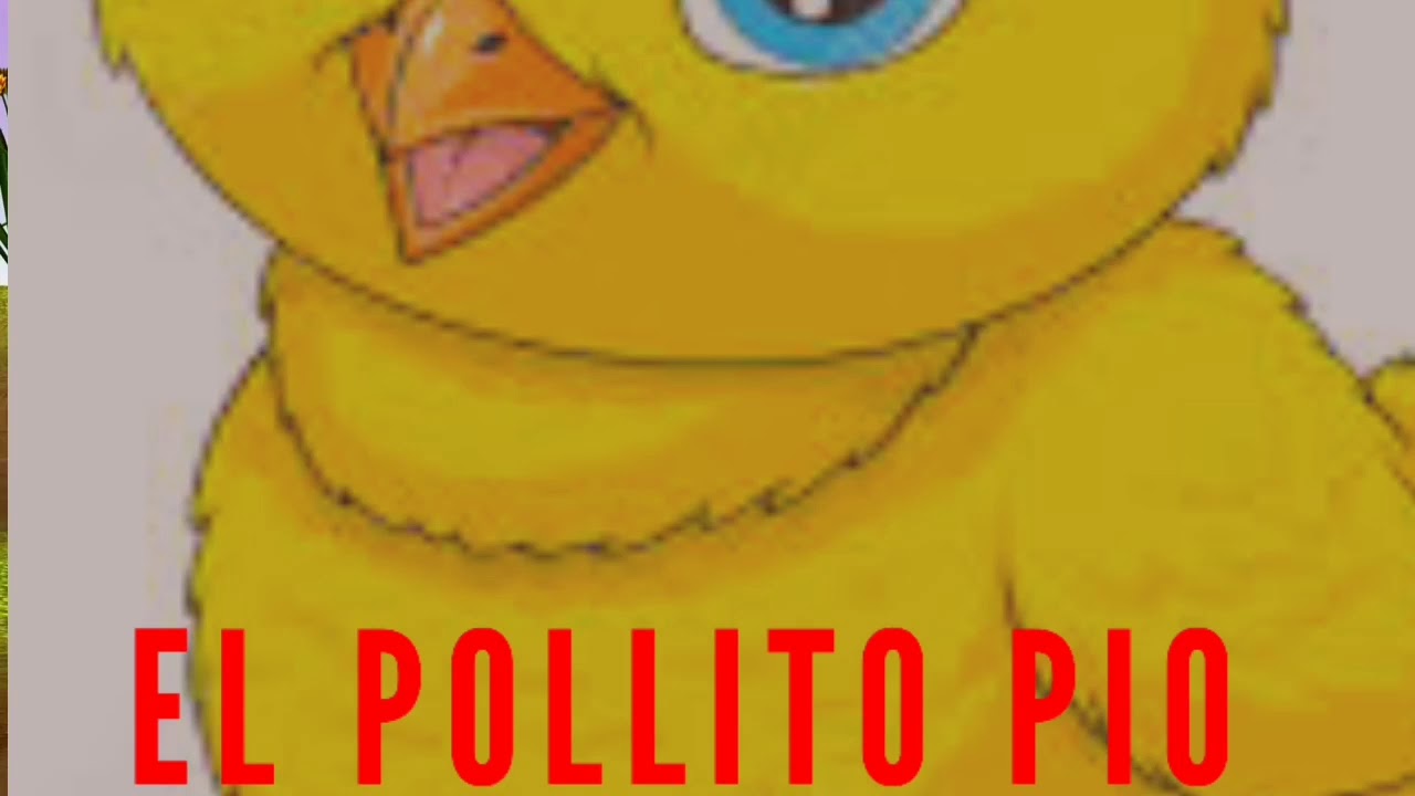 El POLLITO PIO |canciones infantiles - YouTube
