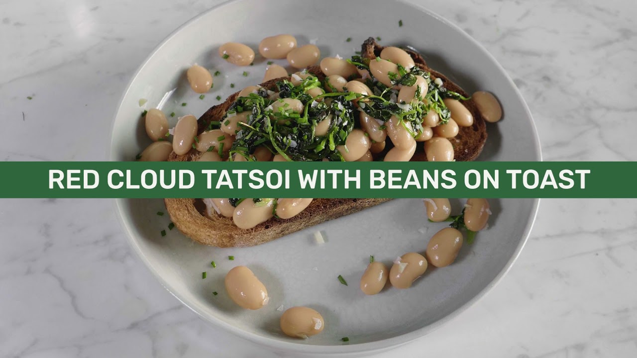 Red Cloud Tatsoi Two Ways - YouTube