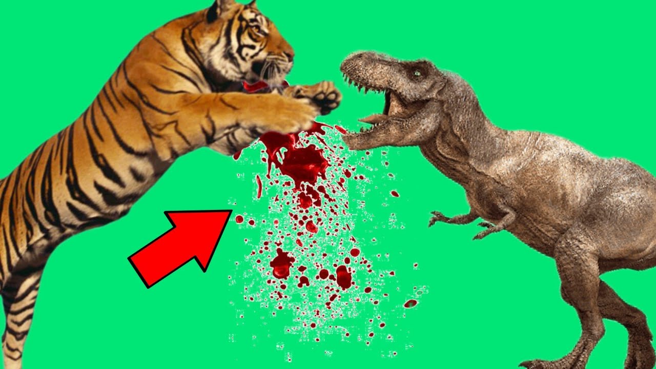 Tiger vs Dinosaur. Animal revolt battle simulator and little dinosaur 🦕 ...