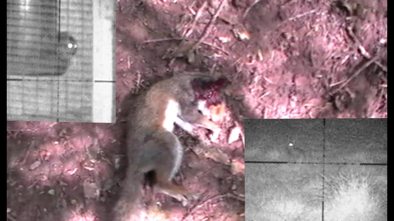 Pest Control with Air Rifles - Rats and a Tree Rat - YouTube