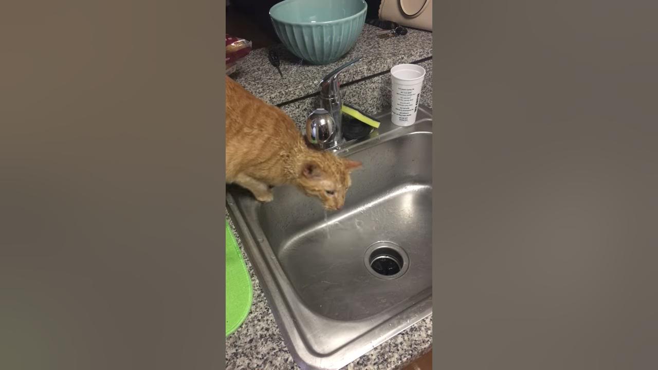 Cat Bathing In Sink Youtube