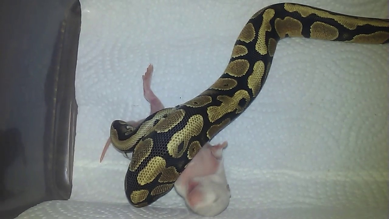 Ball Python VS Fuzzy Rat (Live Feeding) "DONT WATCH IF YOU LOVE RODENTS ...