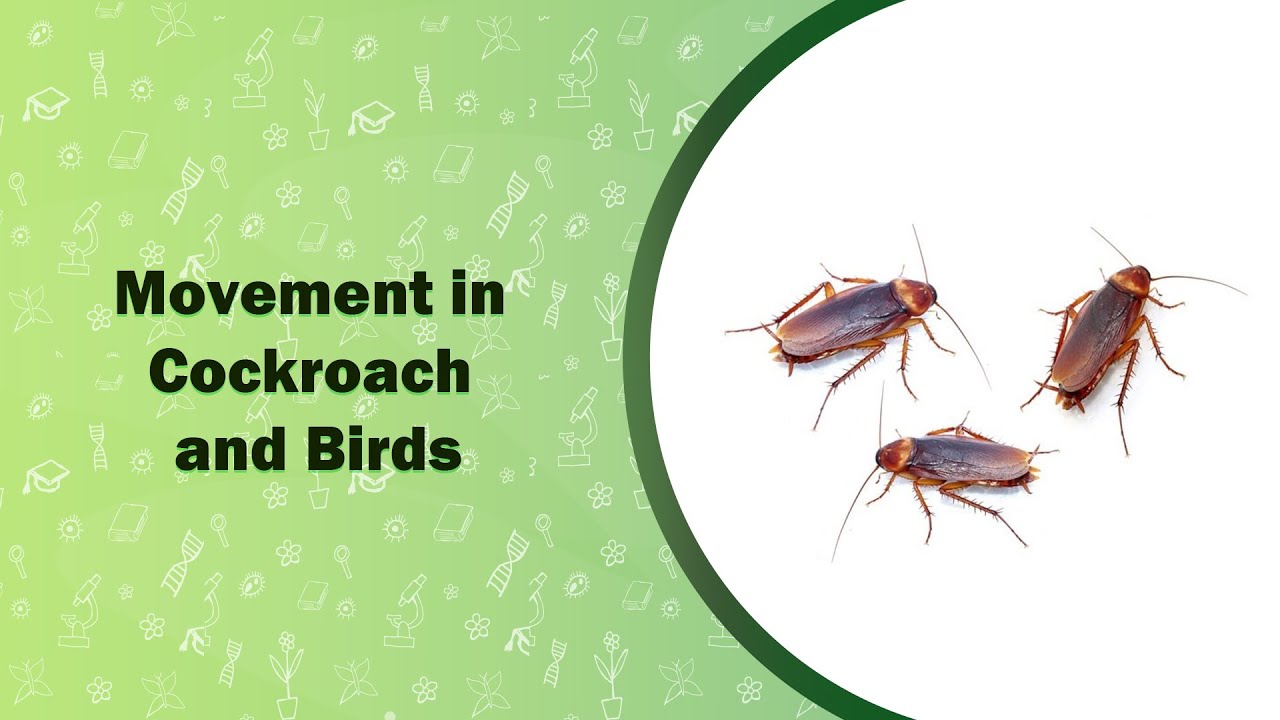 Movement in Cockroach and Birds - YouTube