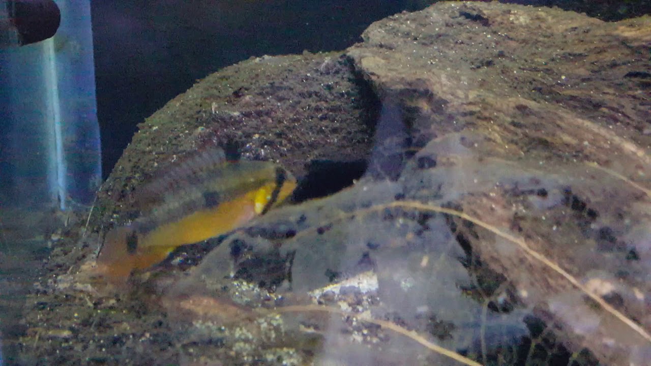 WC Apistogramma sp. D39 with fry - YouTube