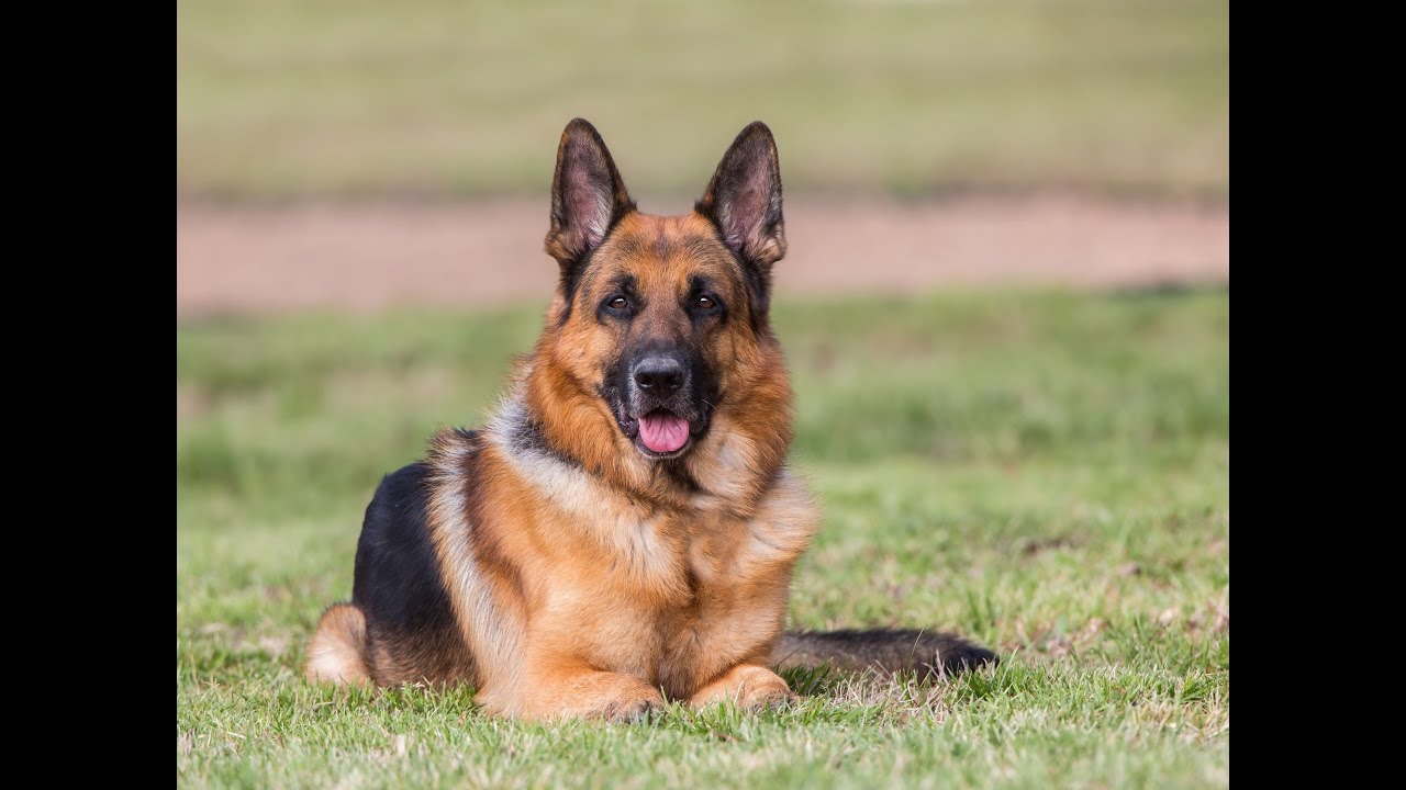 THE DOG CLAPPED BACK.EP1 - YouTube