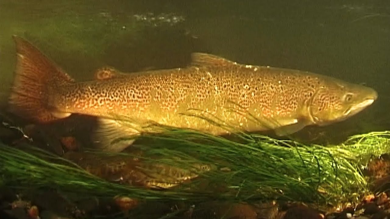 Lososí reka Kamenice (2005) - YouTube