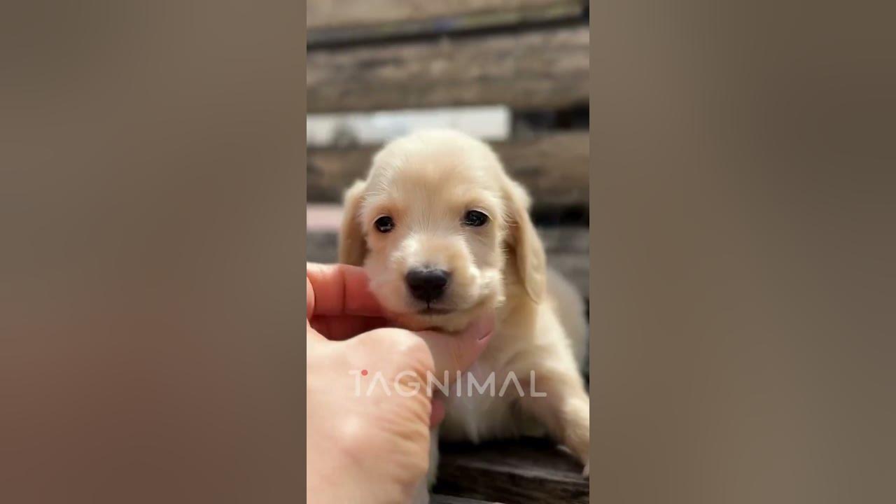 Tagnimal Downy (Dachshund) - YouTube