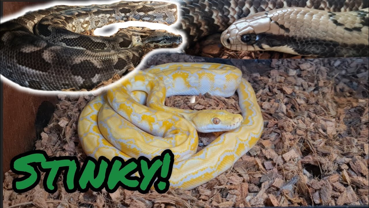 These snakes smell bad! - YouTube