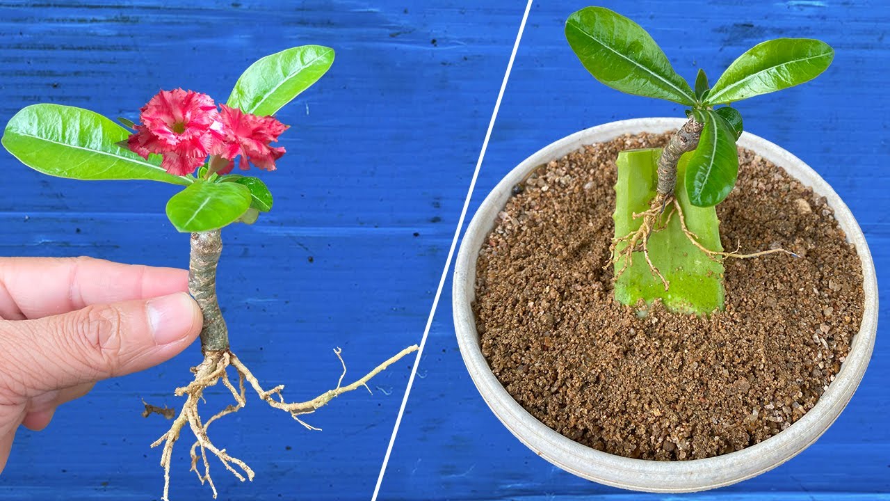 Only 1% of gardeners know that a frangipani can grow 100 more roots ...