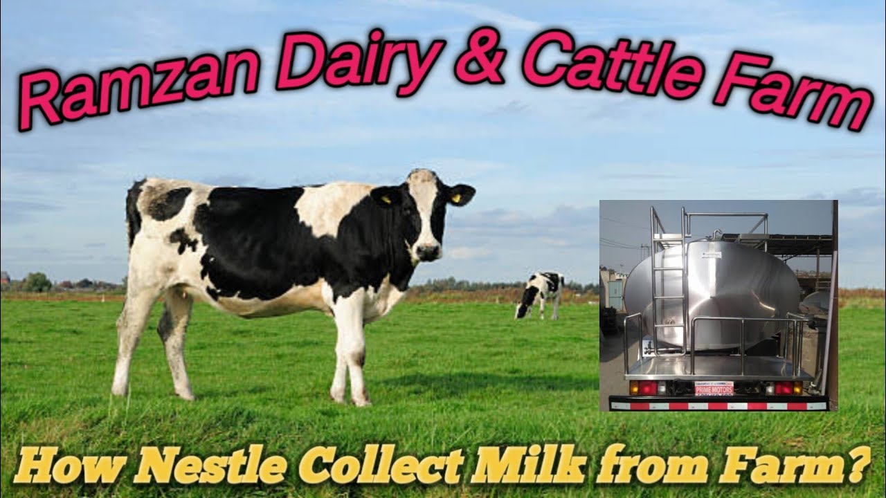 Ramzan Dairy & Cattle Farm Milk Collection Process of Nestle Pakistan ...