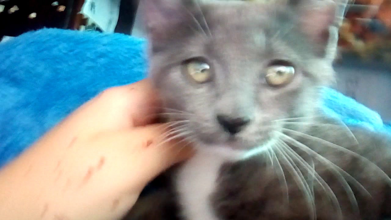 Kute Kitty - YouTube