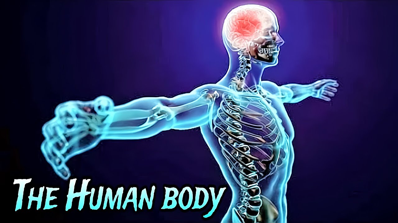 Facts About Human Body - YouTube