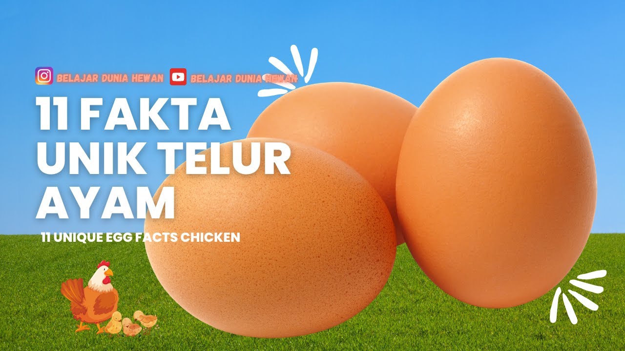 11 Fakta Unik Telur Ayam ll Belajar Dunia Hewan - YouTube