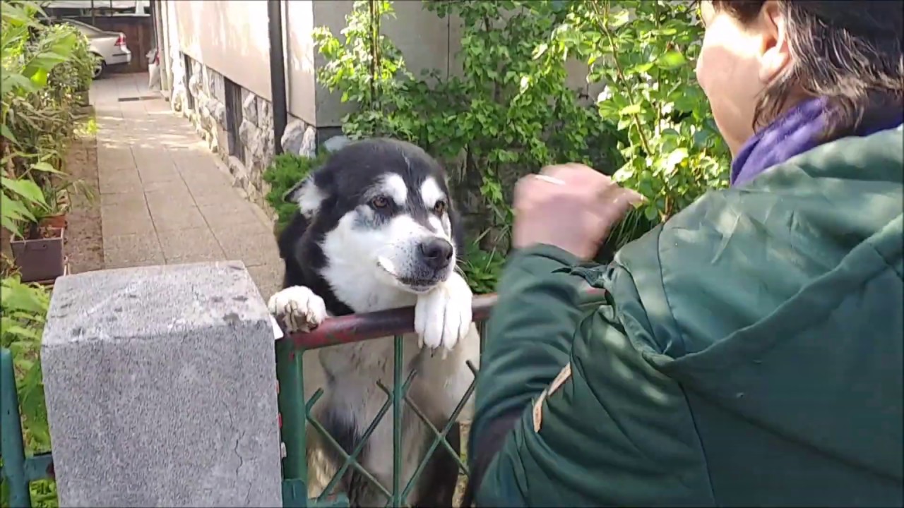 Alaskan Malamute is so happy that mum is home - YouTube