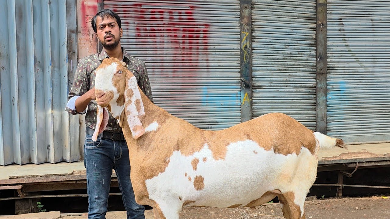 Sher Khan The Big Heavy 140 Kg Punjabi Bakra | Abu Bhai Mau Indore ...