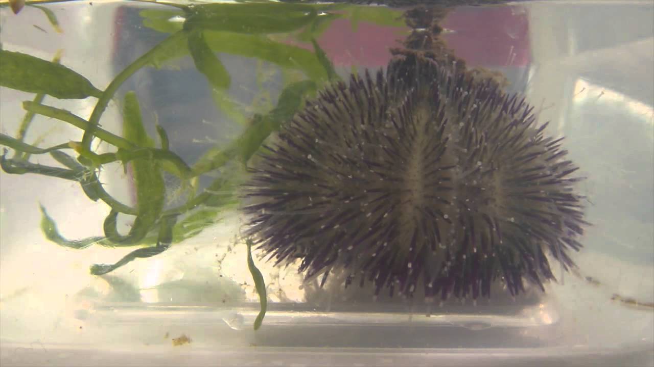Temnopleurus alexandri - YouTube