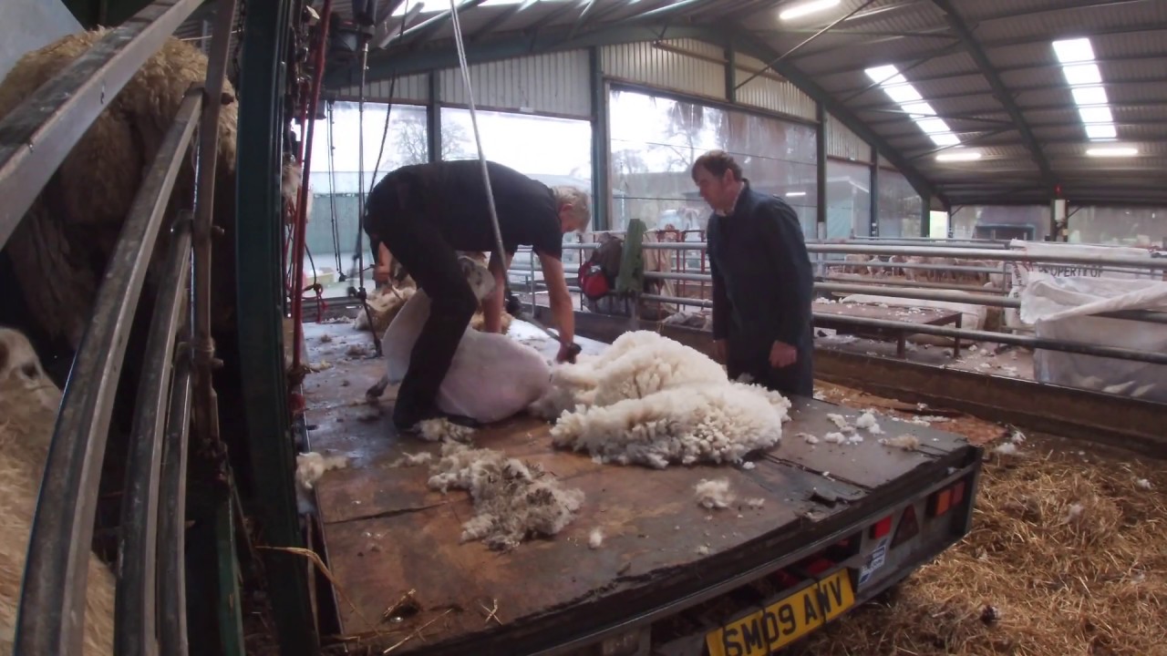 Shearing 300 sheep - YouTube