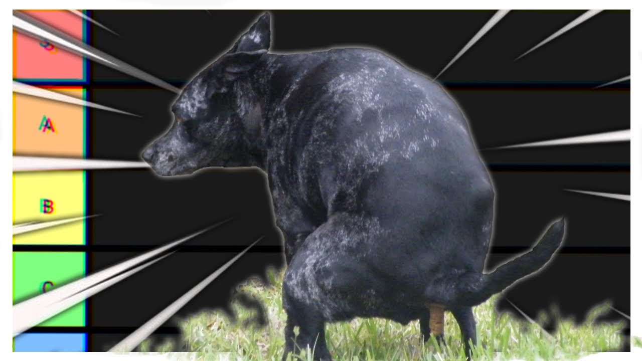 Ranking Animals By Their Poop - YouTube