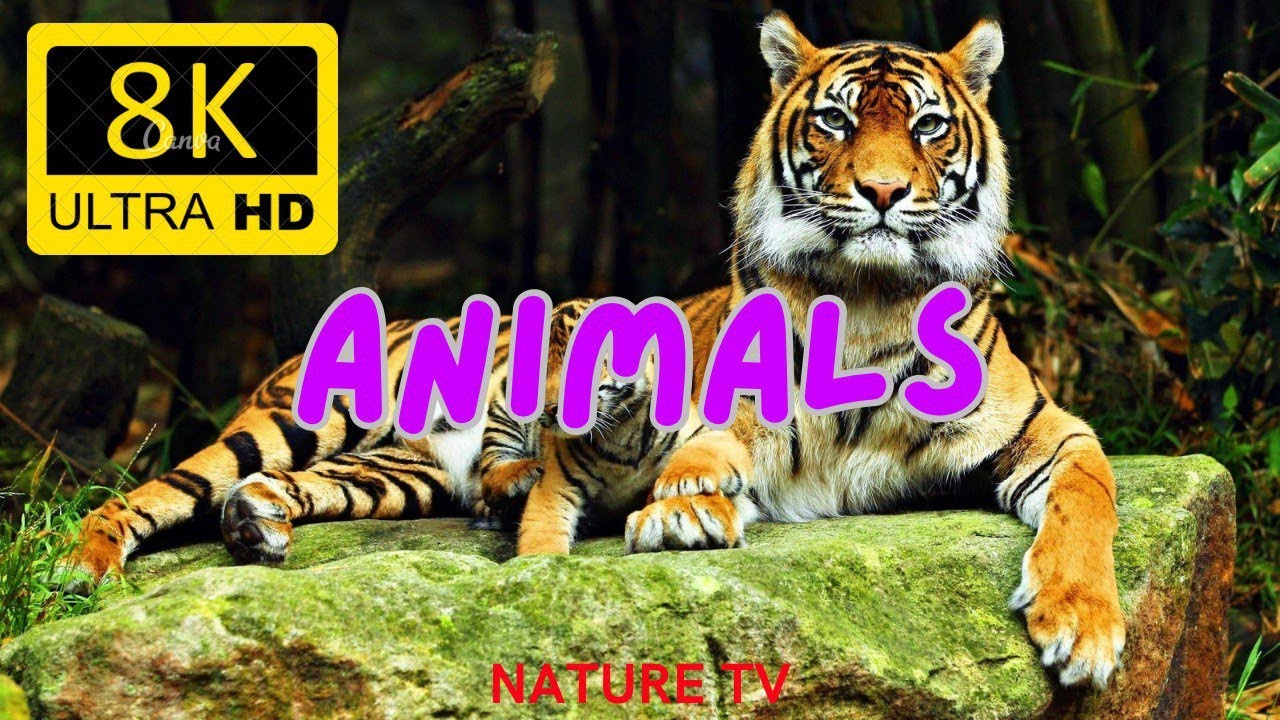 Biggest PREDATOR in Costa Rica @croocodiletourCR SUNTTANNİNG - YouTube