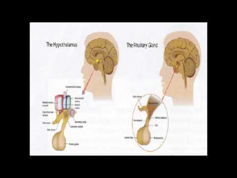 Hypothalamic Pituitary Dysfunction in Young Athletes with Head Injury ...