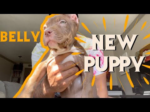 Picking Up My New Puppy | XL American Bully - YouTube