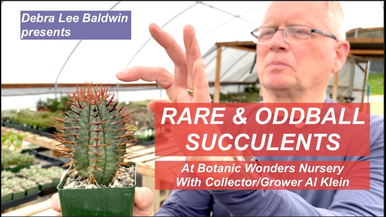 Collector-Grower Al Klein's Succulent Rarities - YouTube