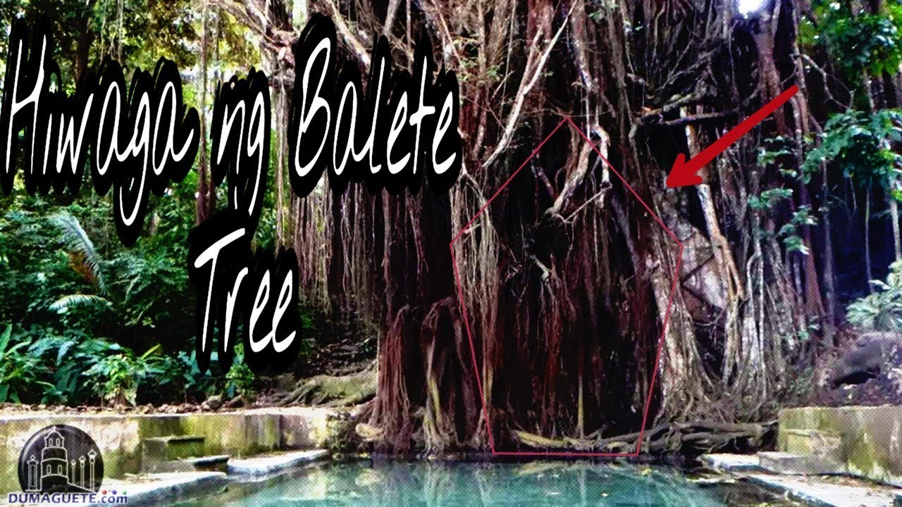 Ano ang Hiwagang Bumabalot sa Balete Tree ( Bakit marami naaksidente ...