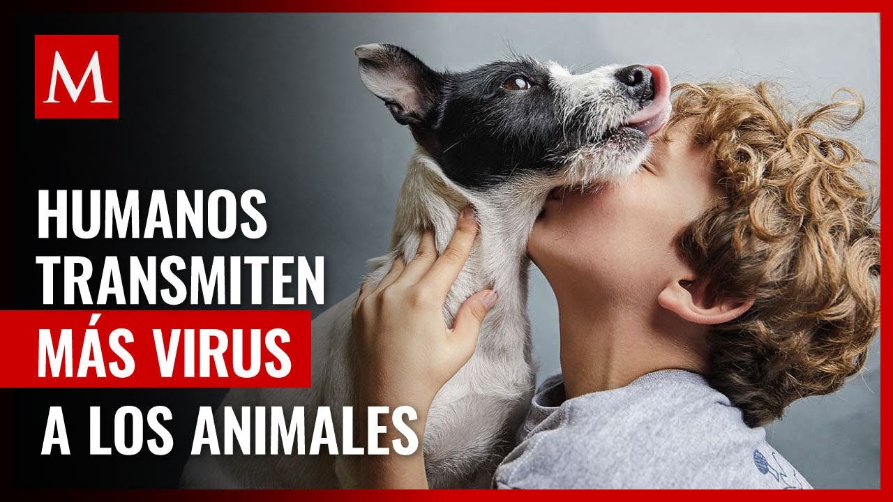 Humanos transmiten más virus a los animales que ellos a nosotros ...