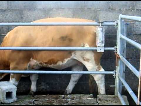 Cattle Anti backing bar - YouTube