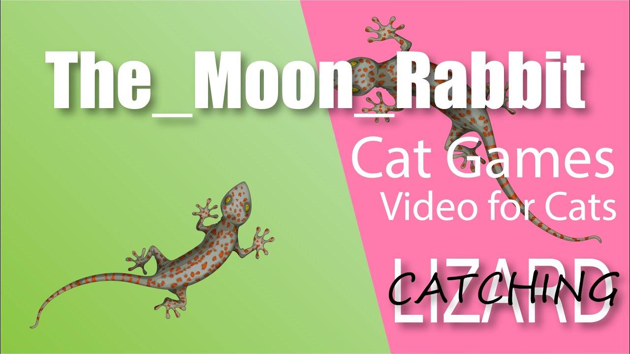 Cat games Catching Lizard Gecko Video for Cat [ The_Moon_Rabbit ] - YouTube