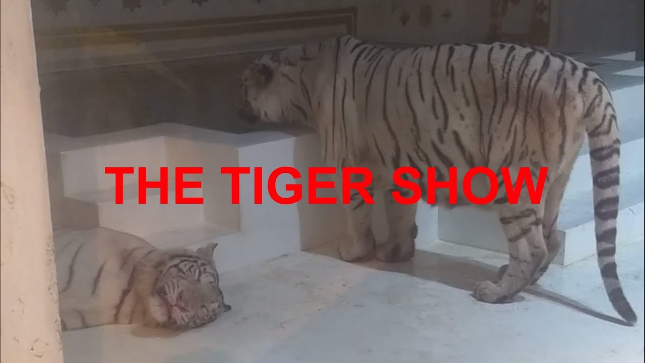 The Most Beautiful Tiger Show | White Tiger - YouTube