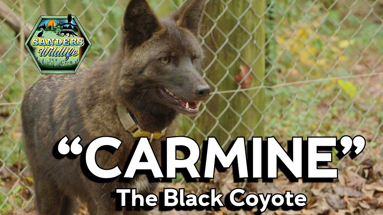 "Carmine" the Black Coyote of Atlanta! - YouTube