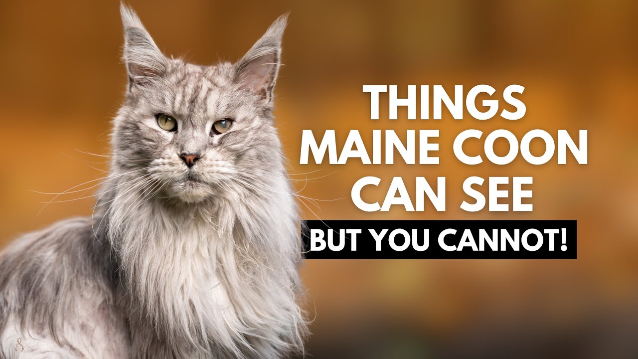 10 Things Your Maine Coon Can See and Hear That You Can’t! - YouTube