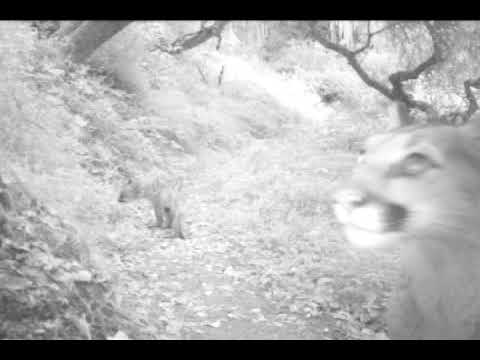 Puma Kitten and Mom - South Bay Area