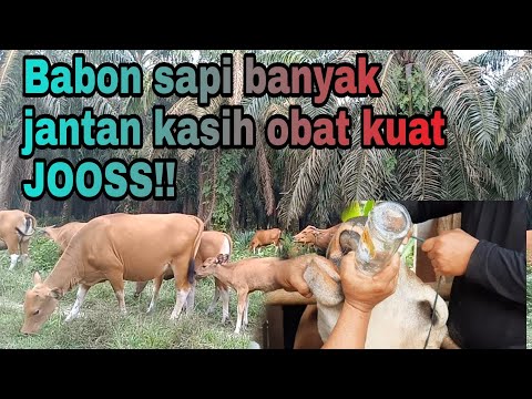 Sapi Bali jantan kasih Obat kuat biar joss