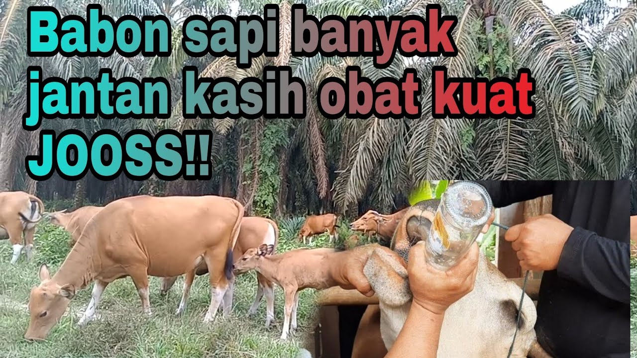 Sapi Bali jantan kasih Obat kuat biar joss - YouTube