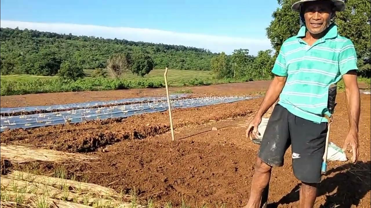 paraan ng pagtatanim ng sibuyas sa tag-ulan - YouTube