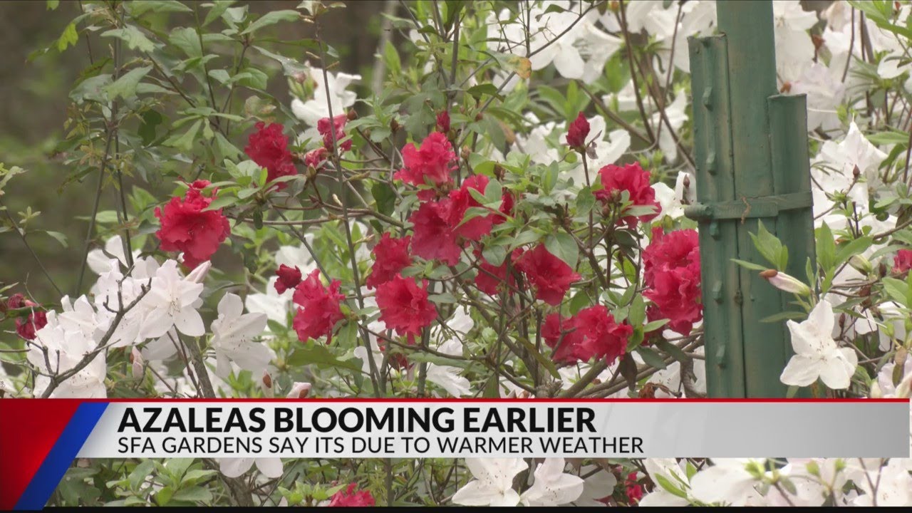 Azaleas are blooming early in Nacogdoches, find out why - YouTube