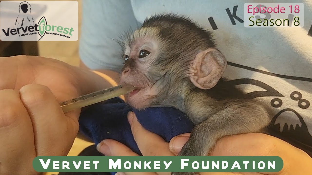 Baby monkey dies in arms of caregiver - go in peace Marianna - YouTube