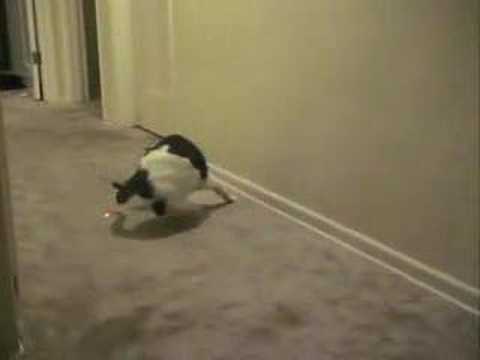 Hail, Stanford Hail: Laser Cat - YouTube