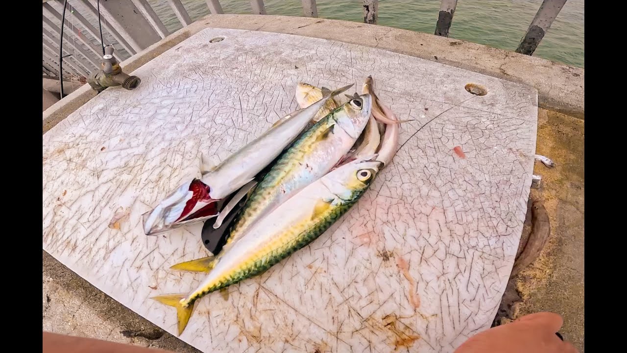 Come Fish Belmont Pier if you want to have FUN catching fish - YouTube