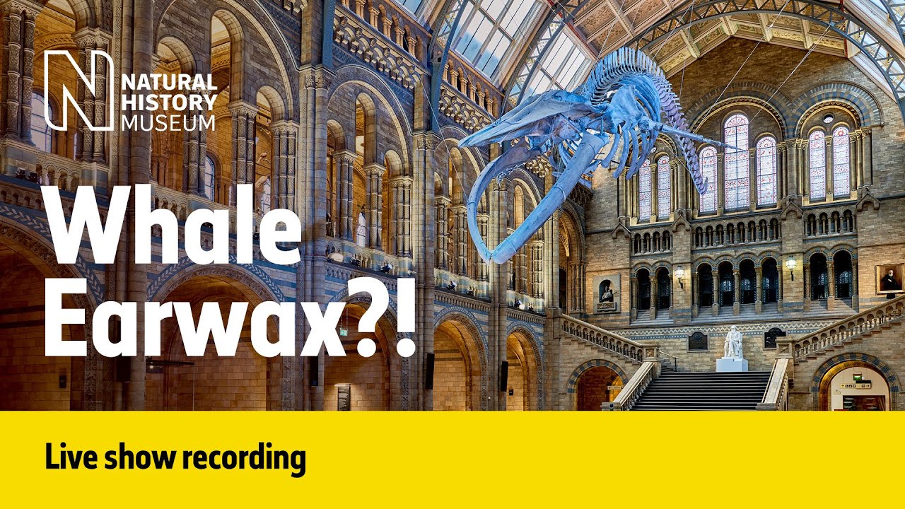 The Surprising Science of Whale Earwax | Live Talk with NHM Scientist ...