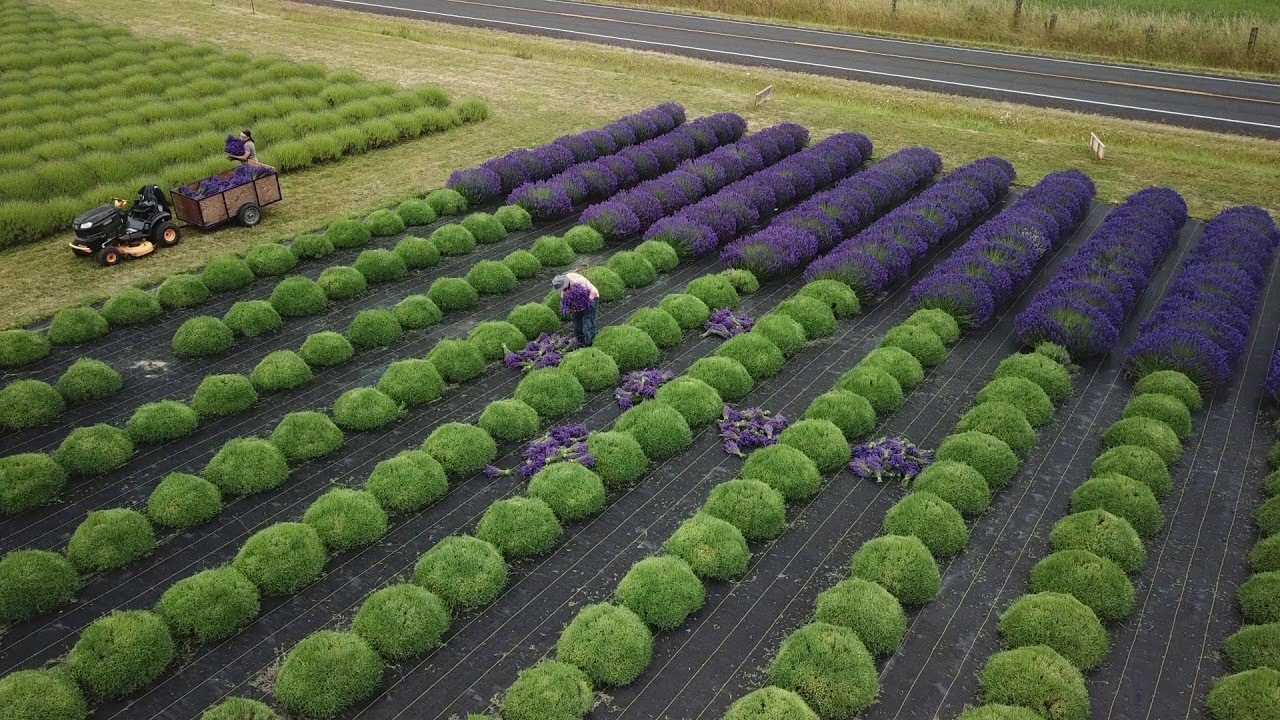 Wonderful Lavender Fields Harvest - Lavender Essential Oil Distillation ...