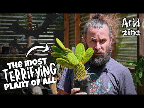 Spines, toxins and terror: the spooky side of succulents