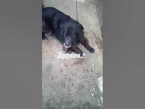собаки, джая, дружок - YouTube