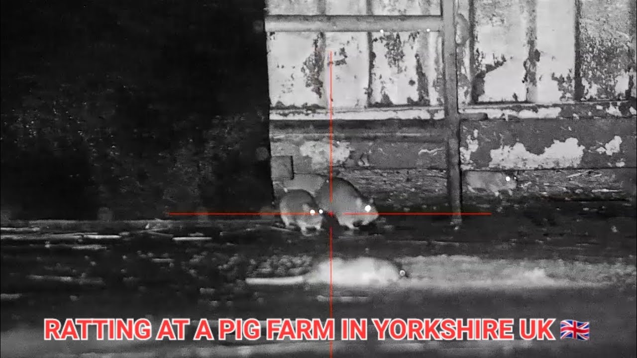 GIANT RATS YORKSHIRE - PEST CONTROL ON PIGS FARM #pestcontrol #farming ...